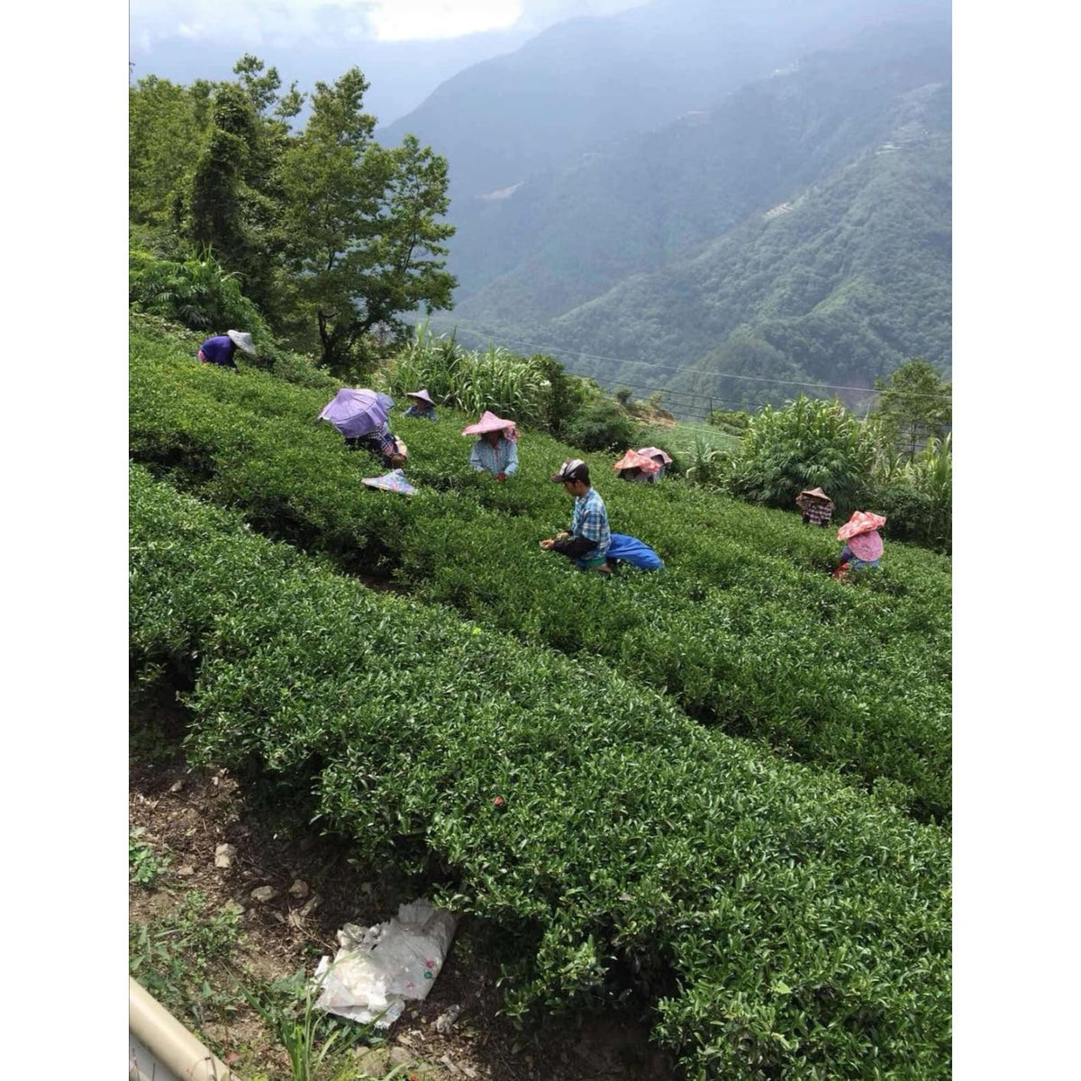 Taiwan Fushou Lishan Tea (Gold) Spring Harvested (75g) – Mrs Free Singapore